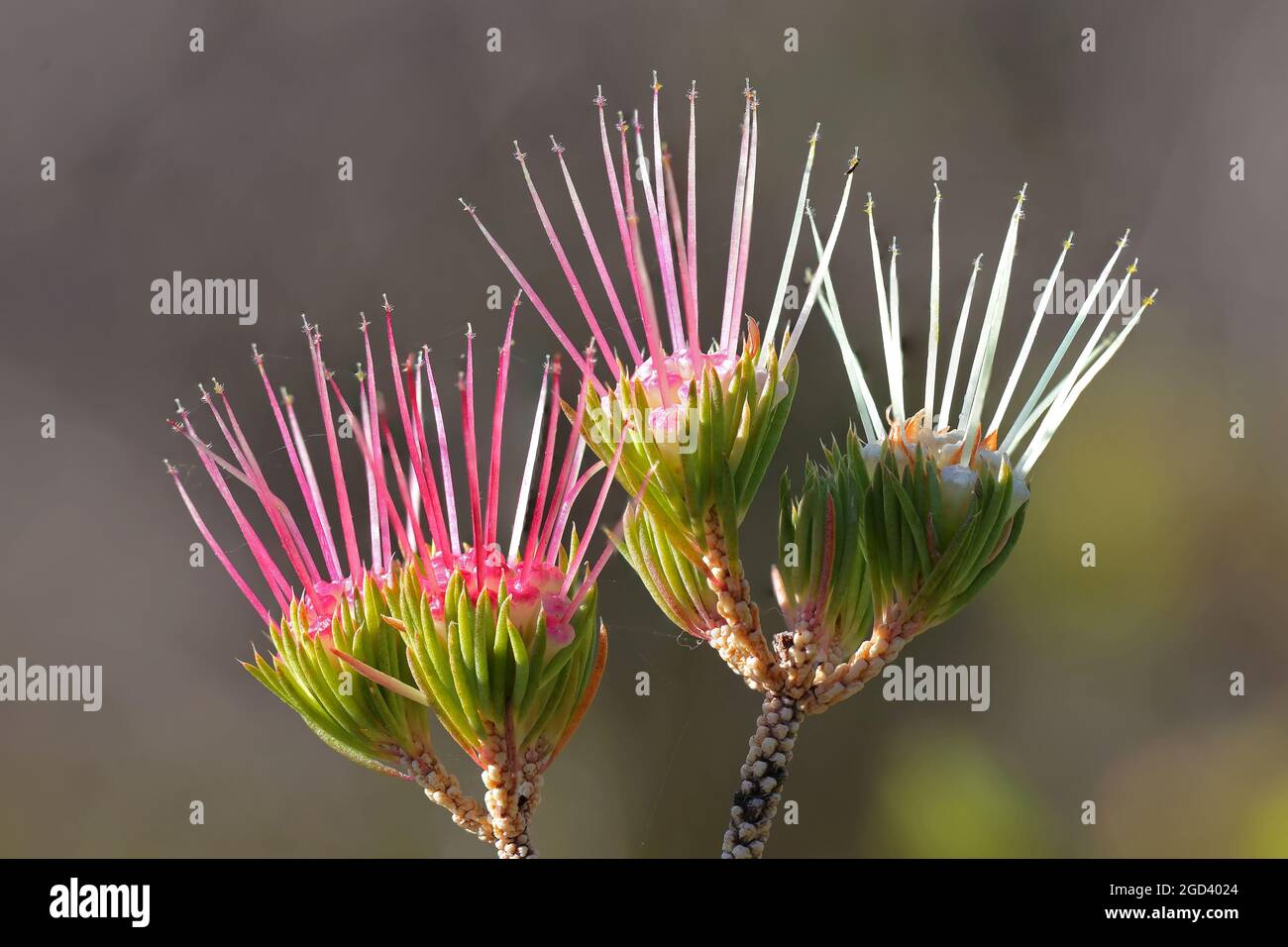 Australian native Clustered scented Myrtle Stock Photo - Alamy