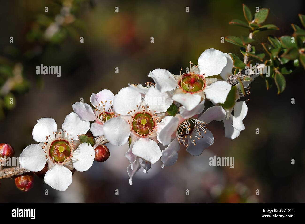 Australian Native Tea Tree in flower Stock Photo - Alamy