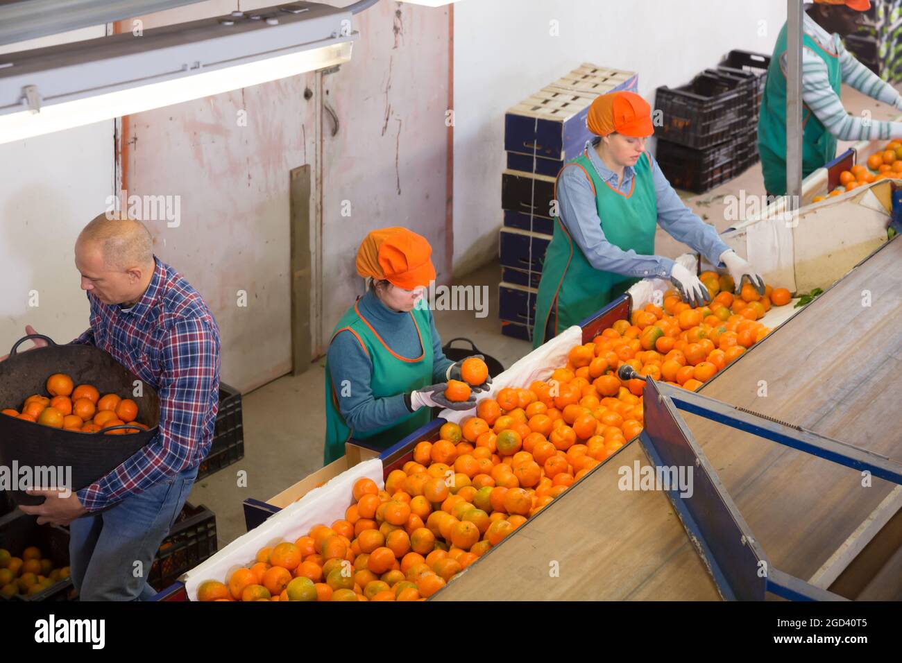 Adult man and woman workers sorting mandarins Stock Photo - Alamy