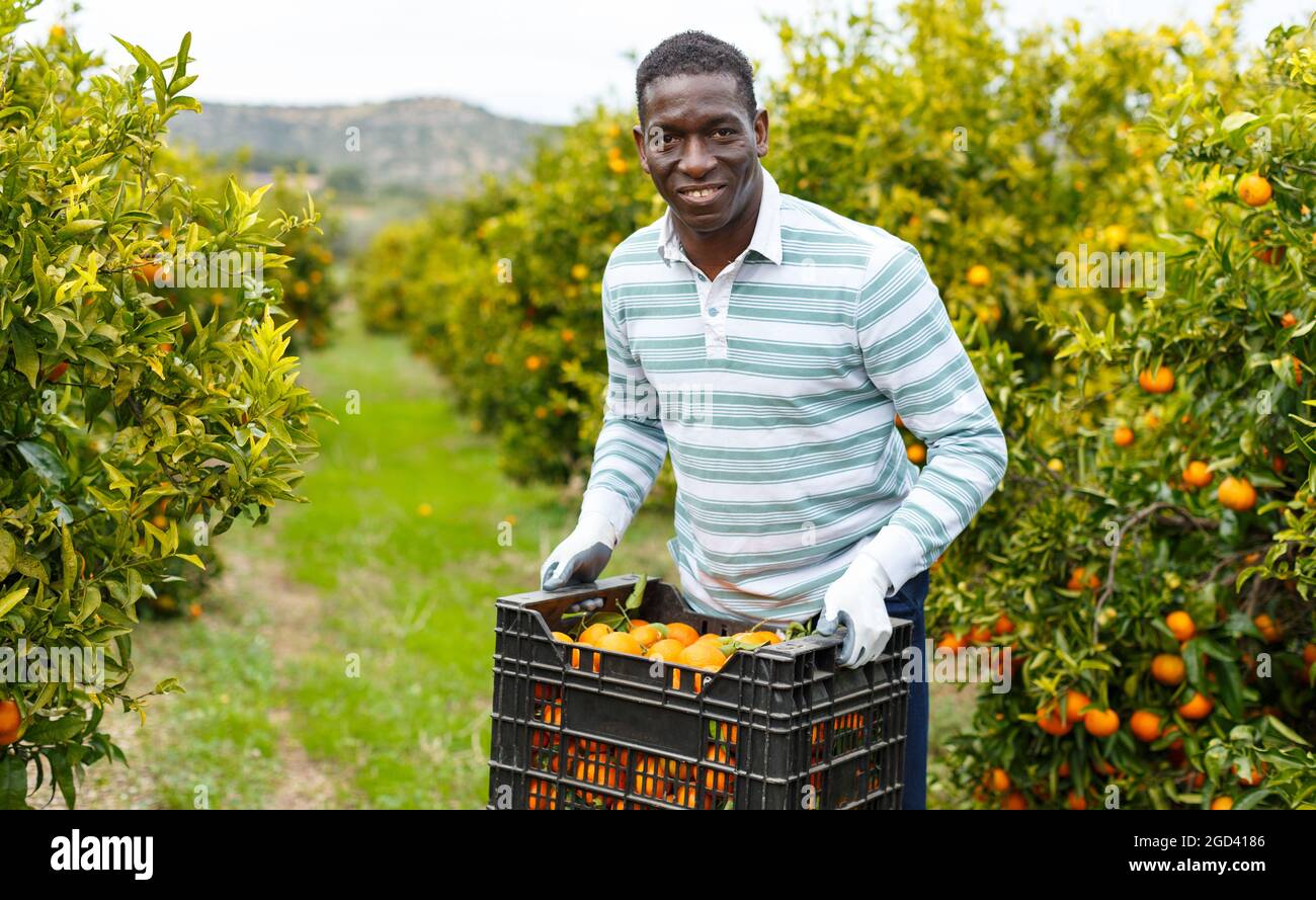 Portrait of African man on mandarins plantation Stock Photo - Alamy