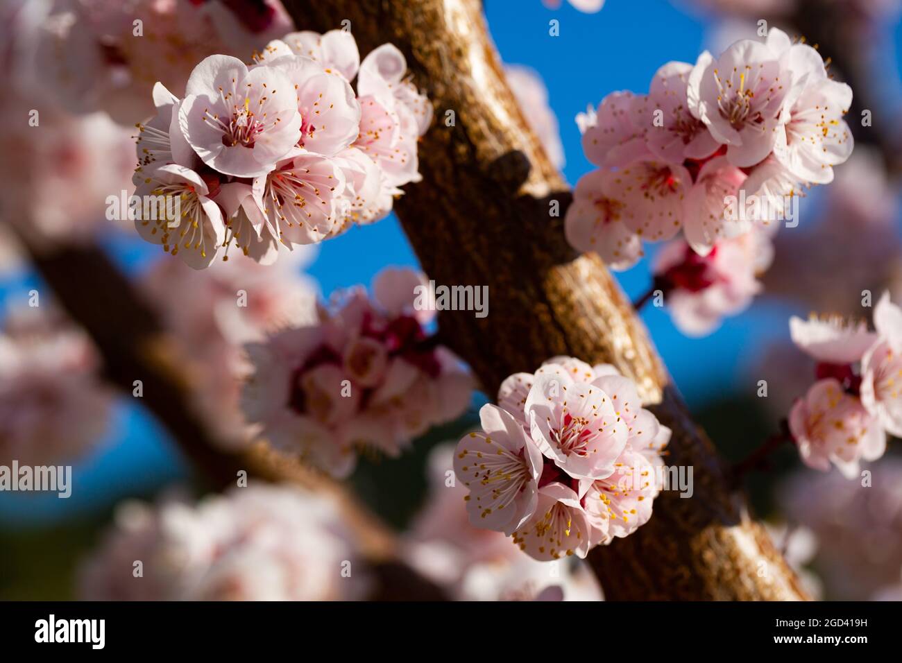 Apricot farming spain hi-res stock photography and images - Alamy