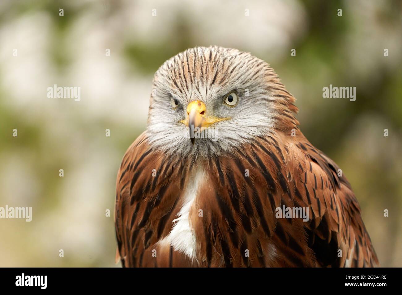 Red kite, bird of prey portrait,. In front view, yellow eye and beak ...