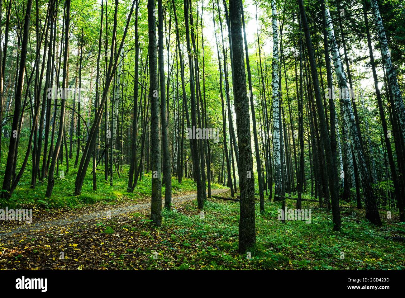 Pathway through beautiful summer forest with different trees Stock ...