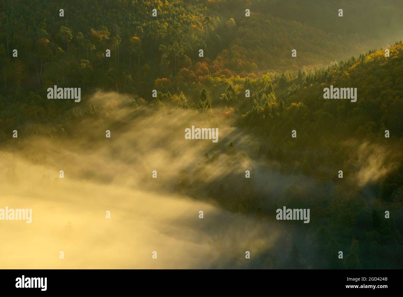 FRANCE, BAS-RHIN (67), NORTHERN VOSGES REGIONAL NATURE PARK, WINGEN ...