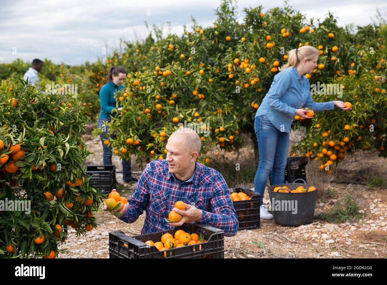 Farmers in process of harvesting tangerines Stock Photo - Alamy