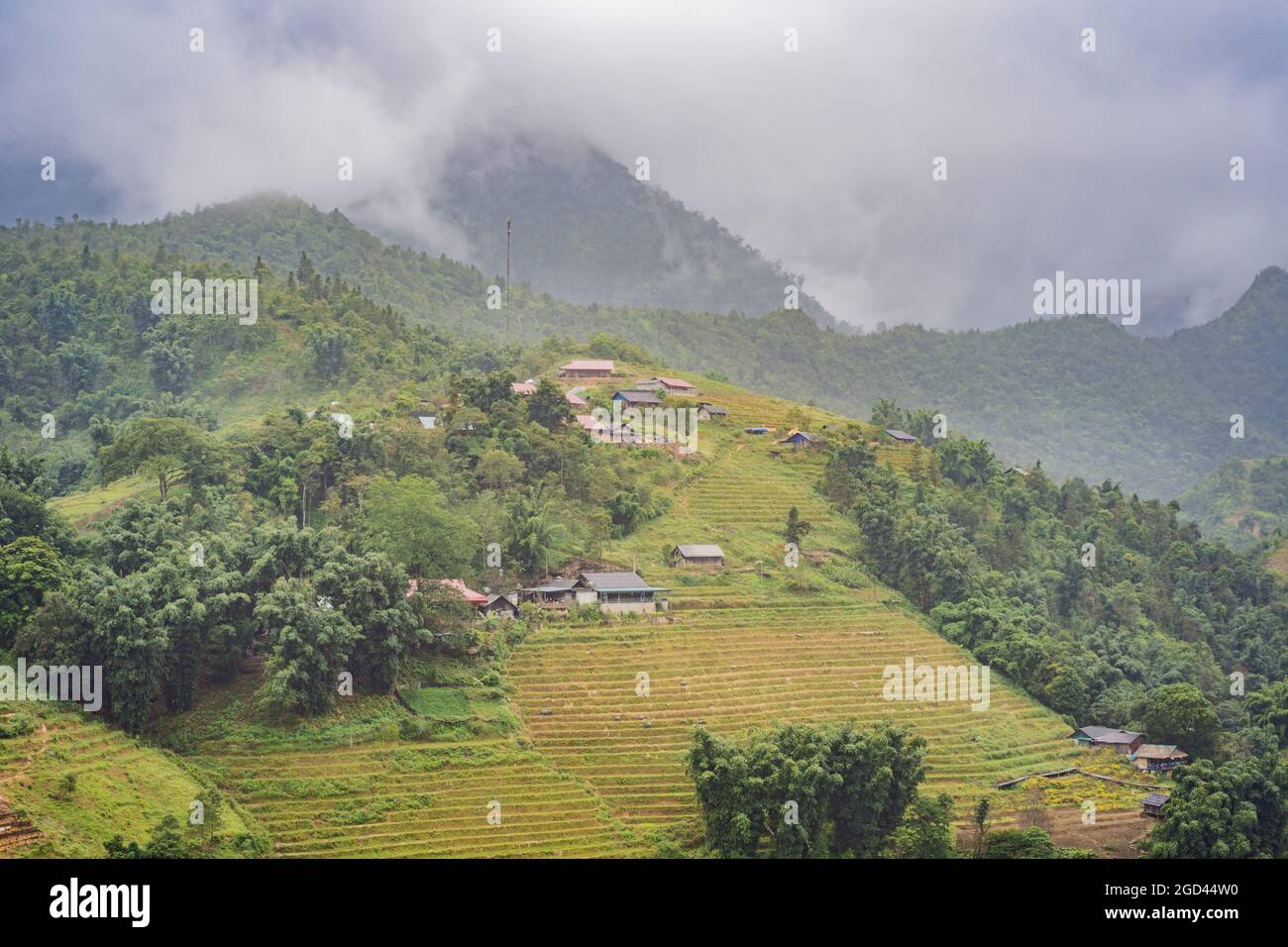 Rice terraces in the fog in Sapa, Vietnam. Rice fields prepare the ...