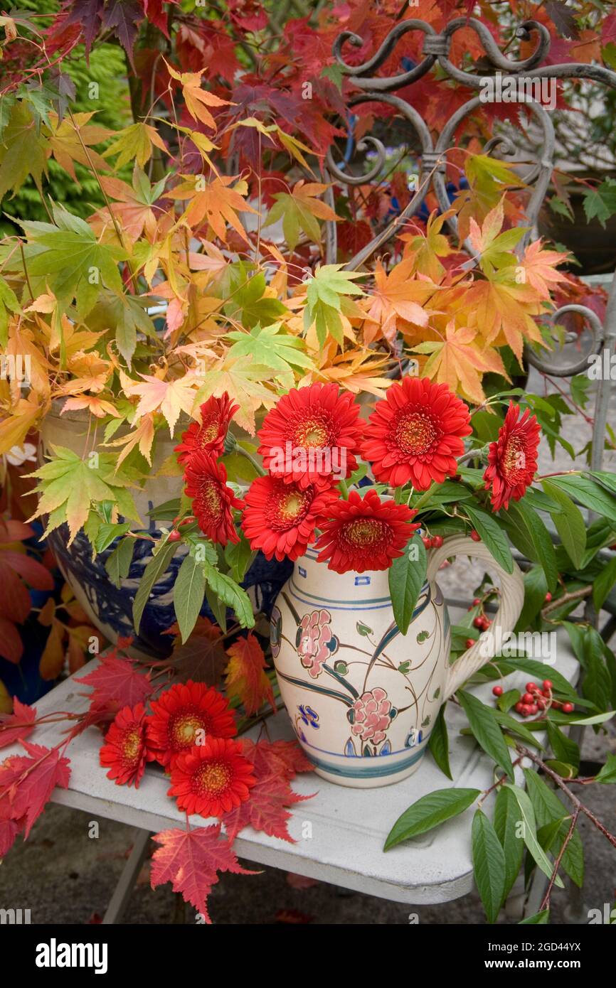 Gerbera Leaves High Resolution Stock Photography and Images - Alamy