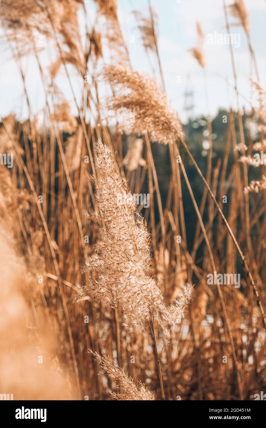 Nature Background Neutral Minimalist Natural Still Life Wall Art