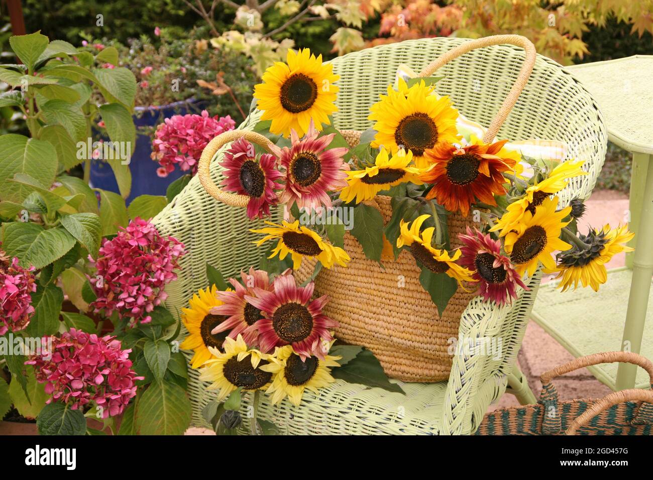 botany, sunflowers in a straw basket on a wicker chair in the garden ...