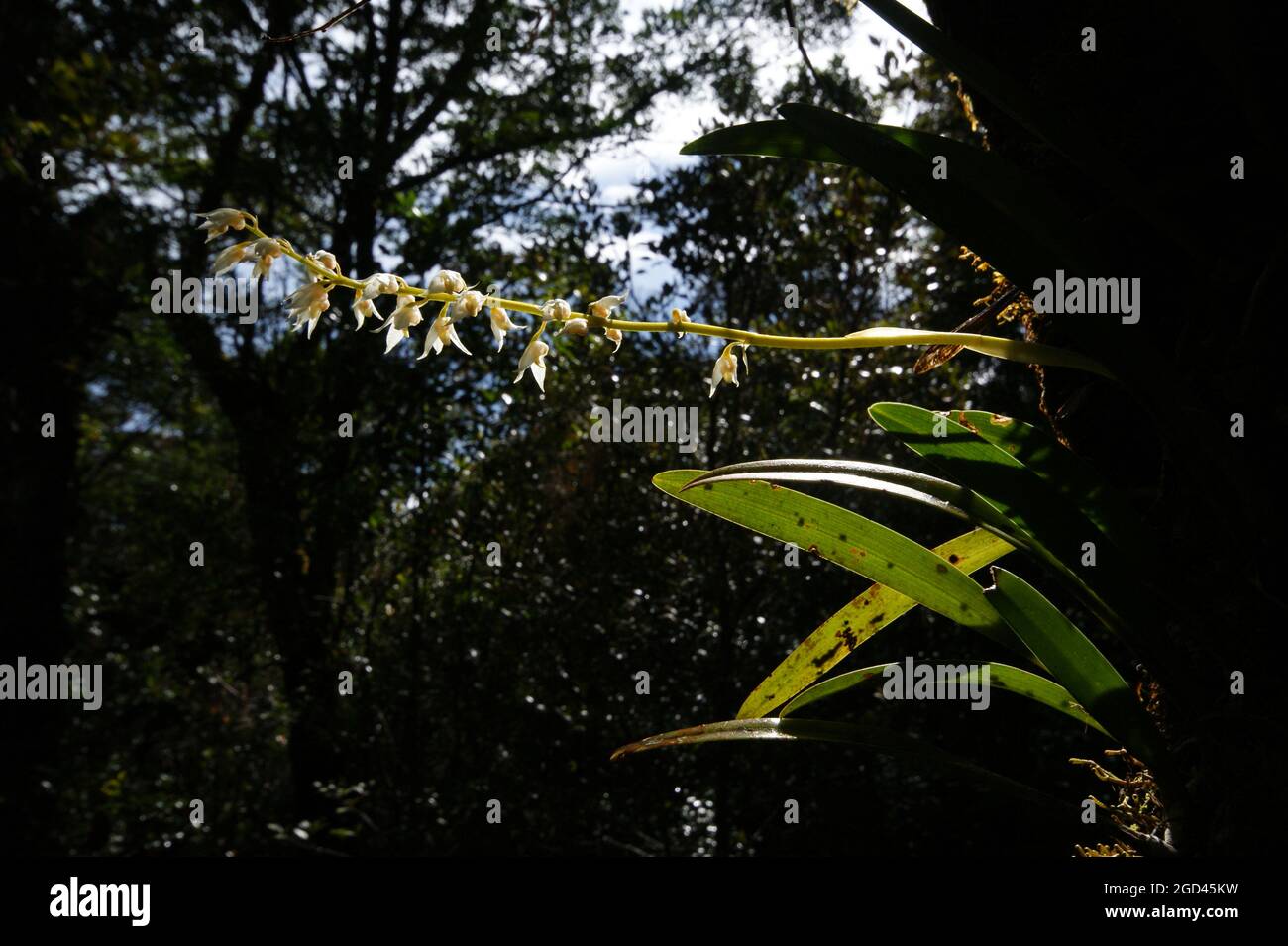 White orchid flowers, Sabah, Borneo Stock Photo - Alamy