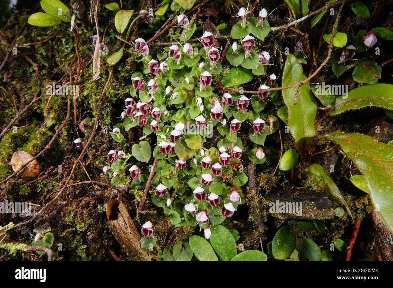 Colony of tiny helmet orchids (Corybas carinatus), Sarawak, Borneo ...