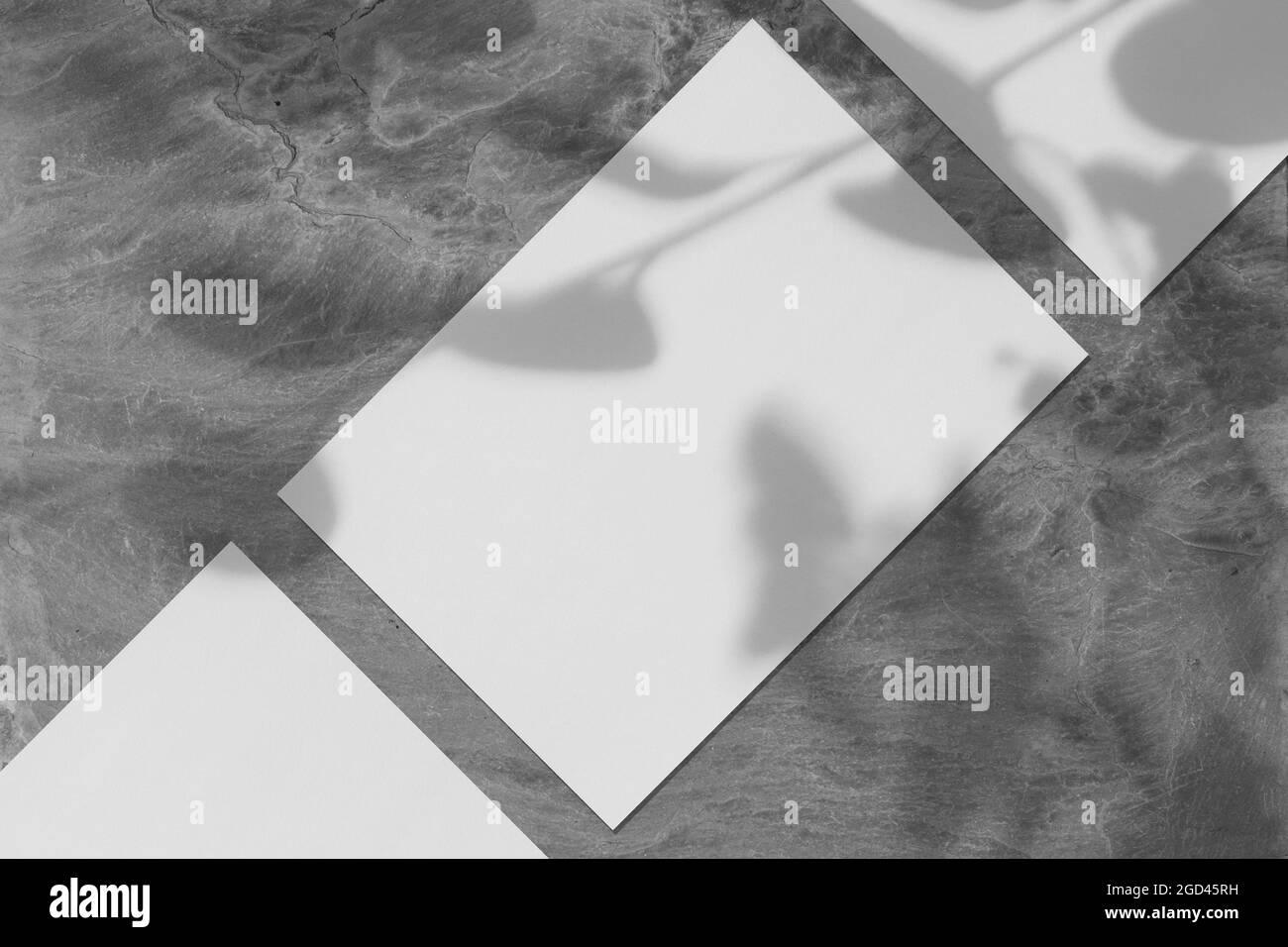 Tree leaves Black and White Stock Photos & Images - Alamy