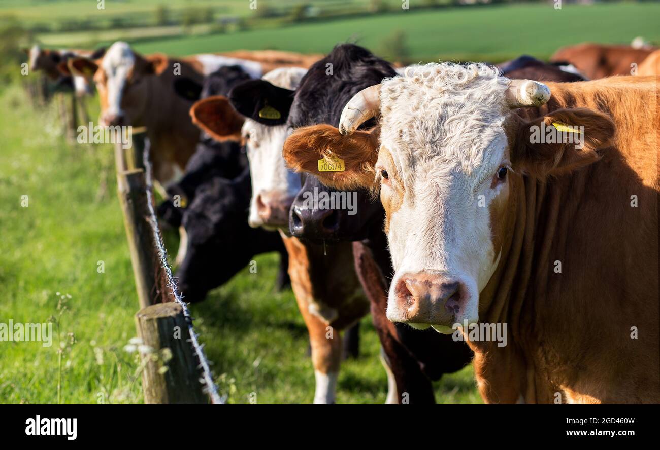 Curious cows lined up along a fence Stock Photo - Alamy