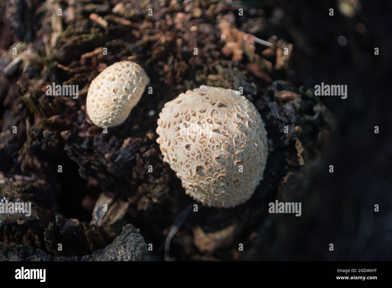 scleroderma citrinum, common earthball mushroom in forest closeup ...
