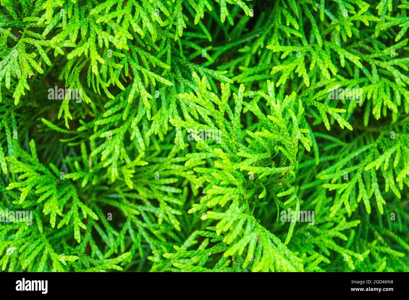Juniper green hedge shrub, green natural background. A hedge close-up ...