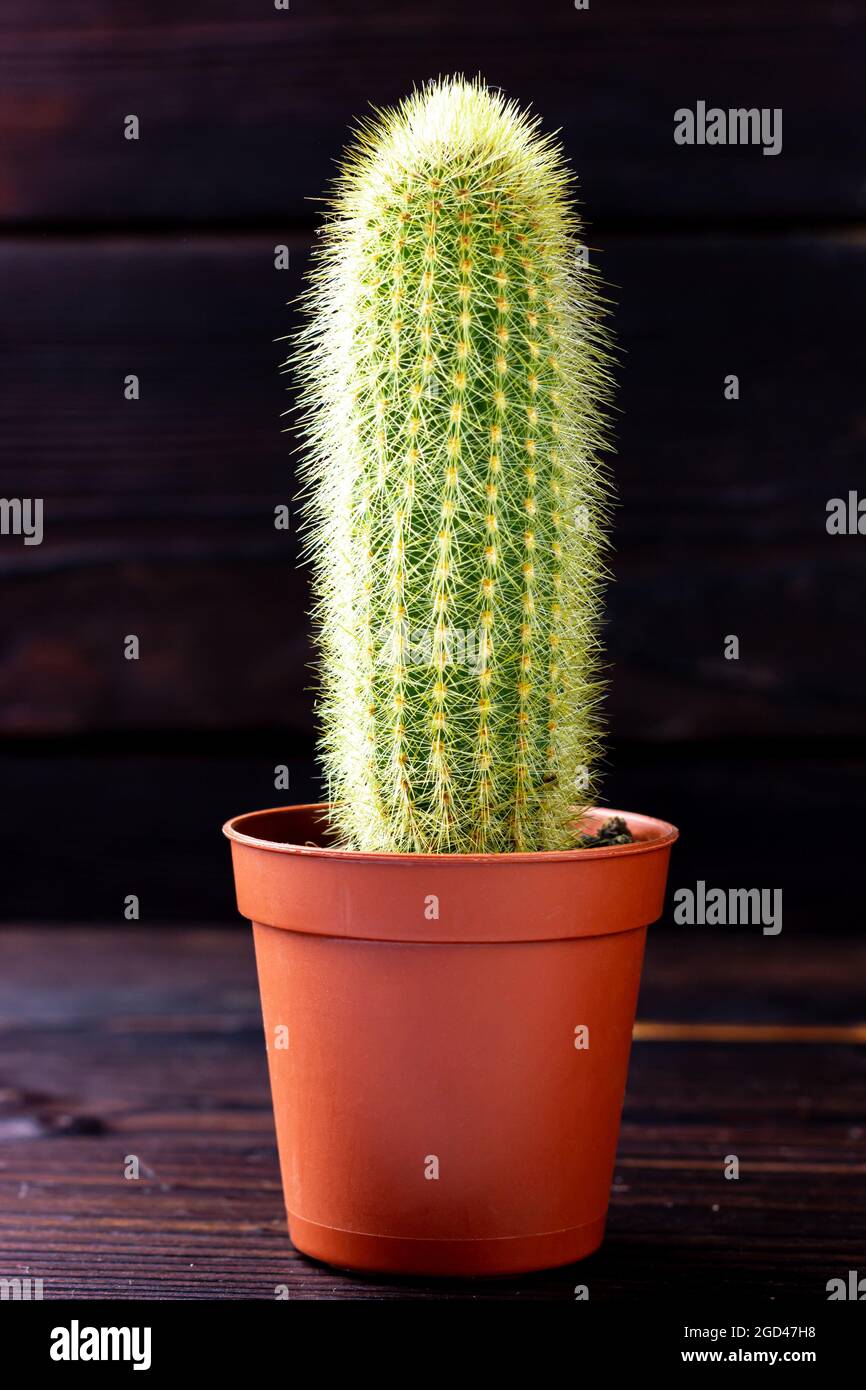 Green cactus in a flower pot. Cactus in a low key Stock Photo - Alamy