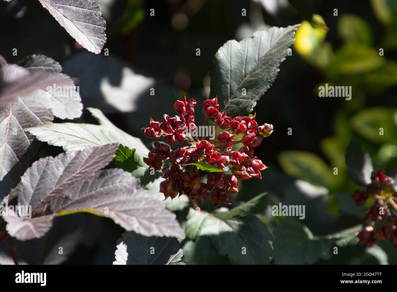 lady in red eastern ninebark shrub with small fruit pods close-up Stock ...