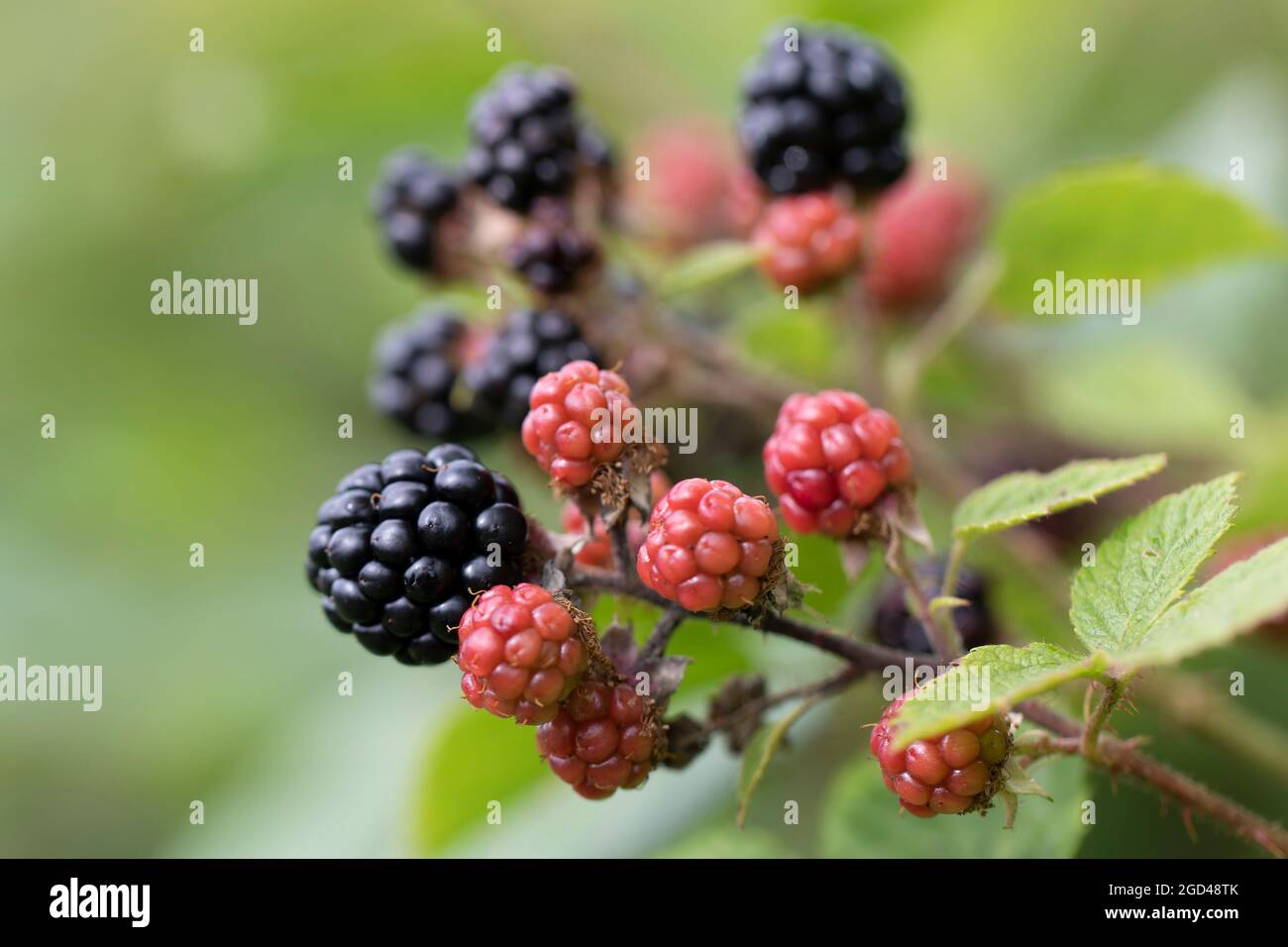 Blackberry at various stages of ripeness in closeup Stock Photo - Alamy