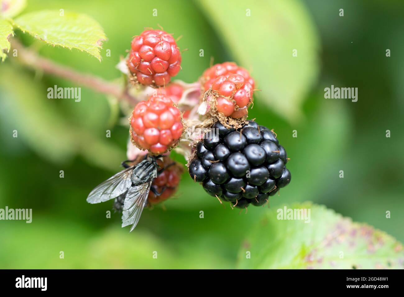 Blackberry at various stages of ripeness in closeup Stock Photo - Alamy