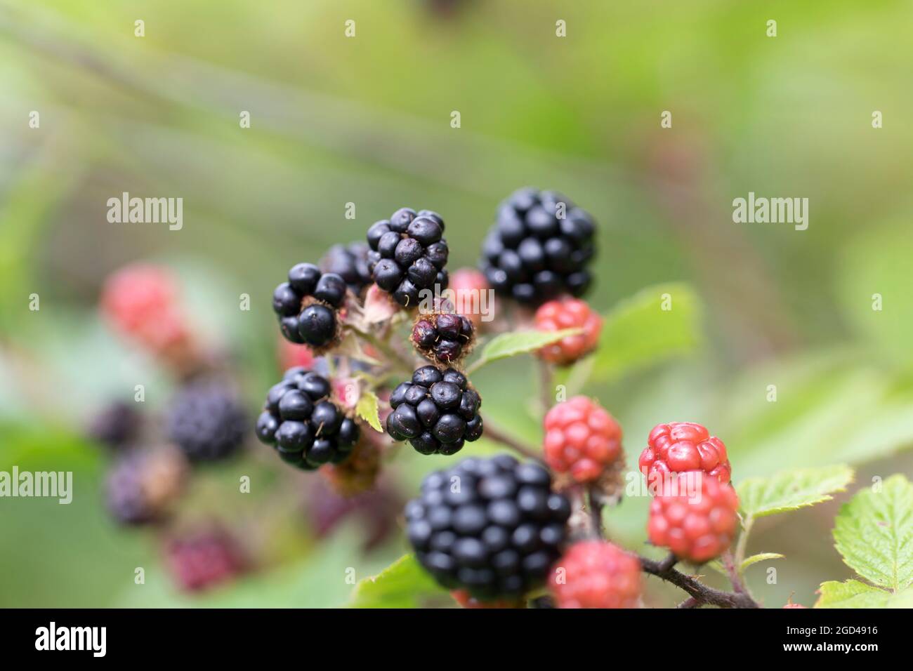 Blackberry at various stages of ripeness in closeup Stock Photo - Alamy
