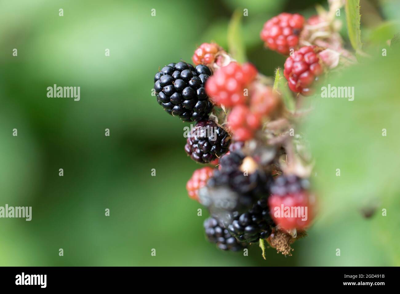 Blackberry at various stages of ripeness in closeup Stock Photo - Alamy