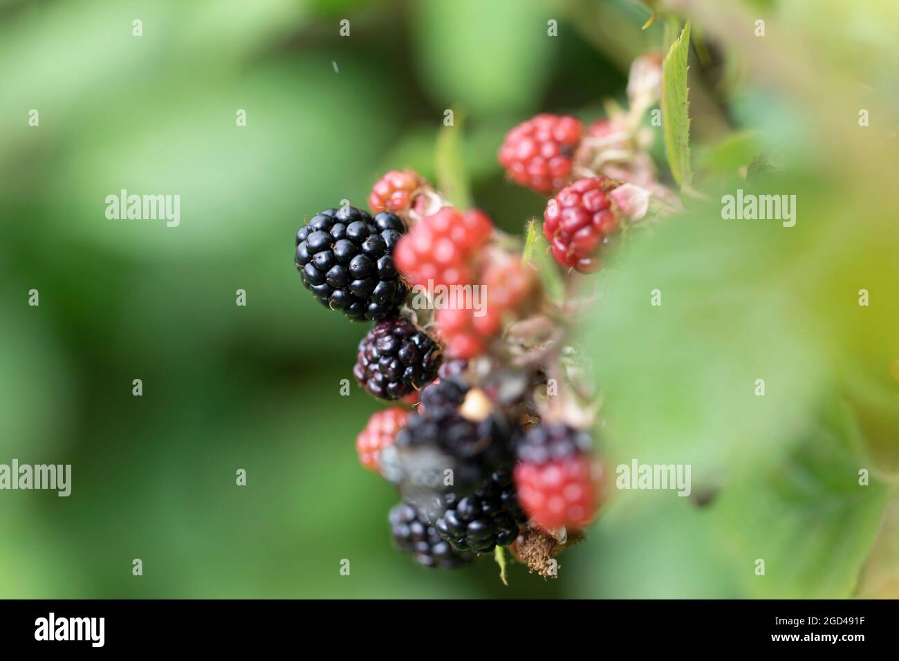 Blackberry at various stages of ripeness in closeup Stock Photo - Alamy