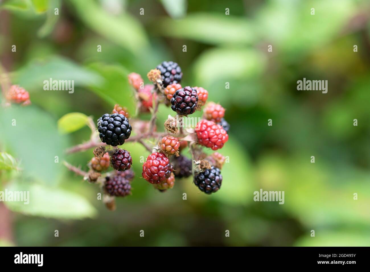 Blackberry at various stages of ripeness in closeup Stock Photo - Alamy