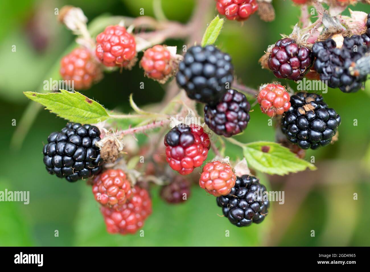 Blackberry at various stages of ripeness in closeup Stock Photo - Alamy