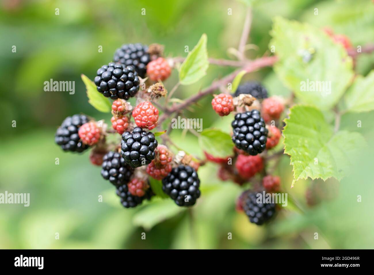 Blackberry at various stages of ripeness in closeup Stock Photo - Alamy