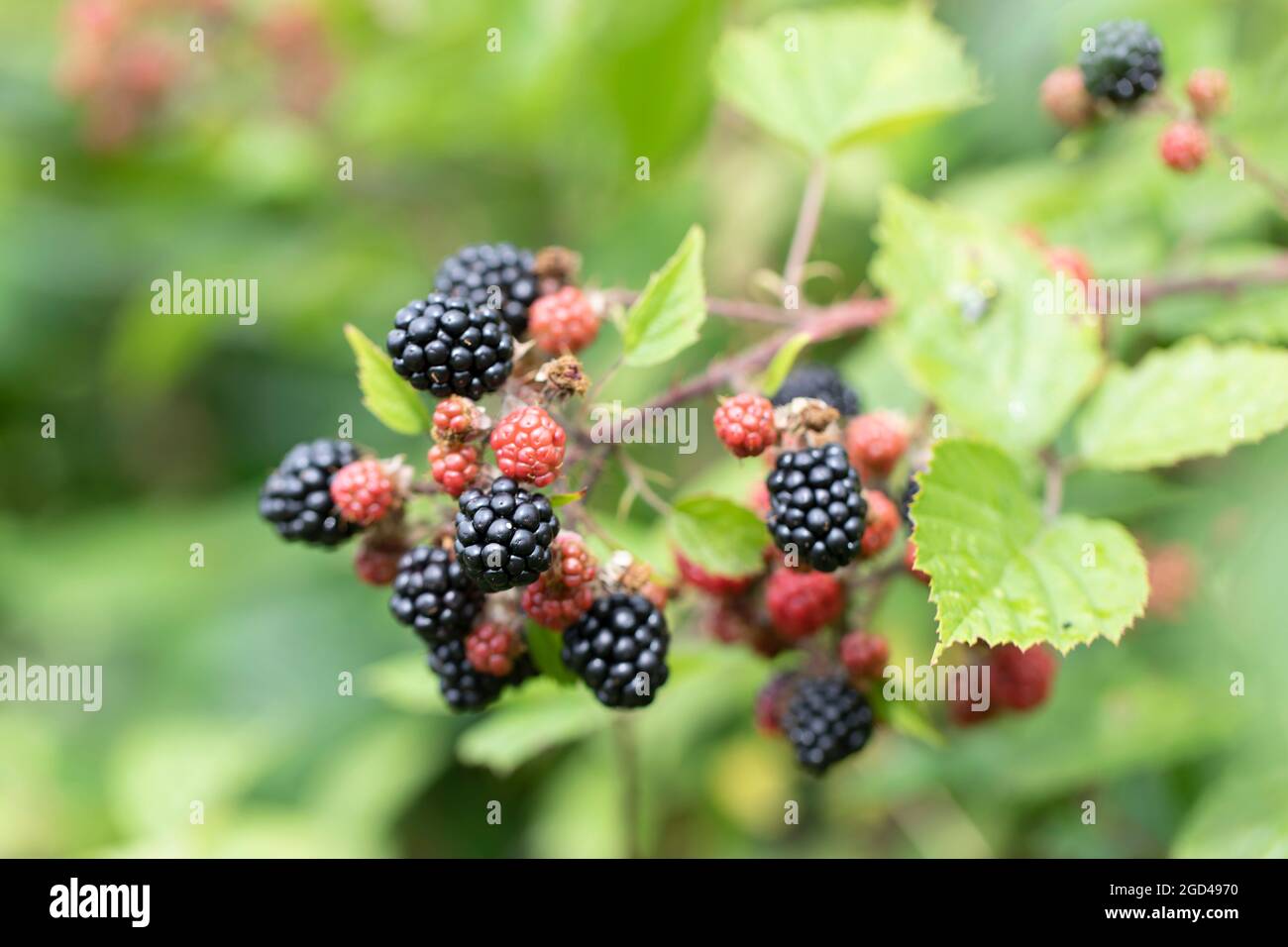 Blackberry at various stages of ripeness in closeup Stock Photo - Alamy