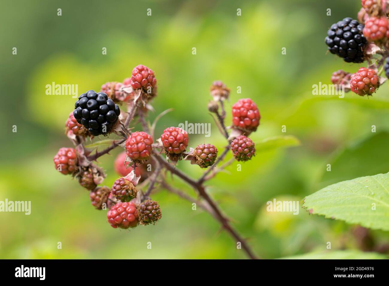 Blackberry at various stages of ripeness in closeup Stock Photo - Alamy