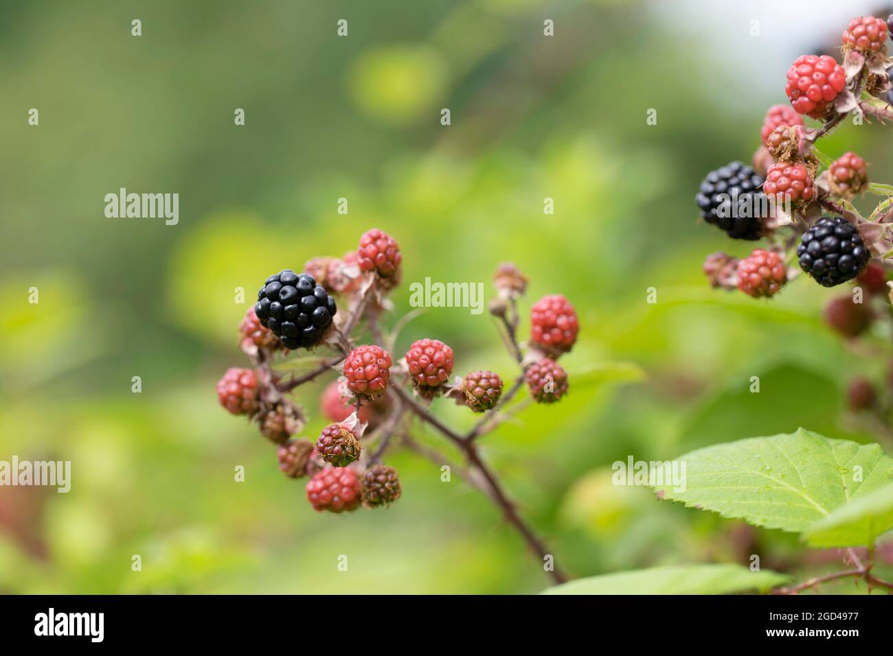 Blackberry at various stages of ripeness in closeup Stock Photo - Alamy