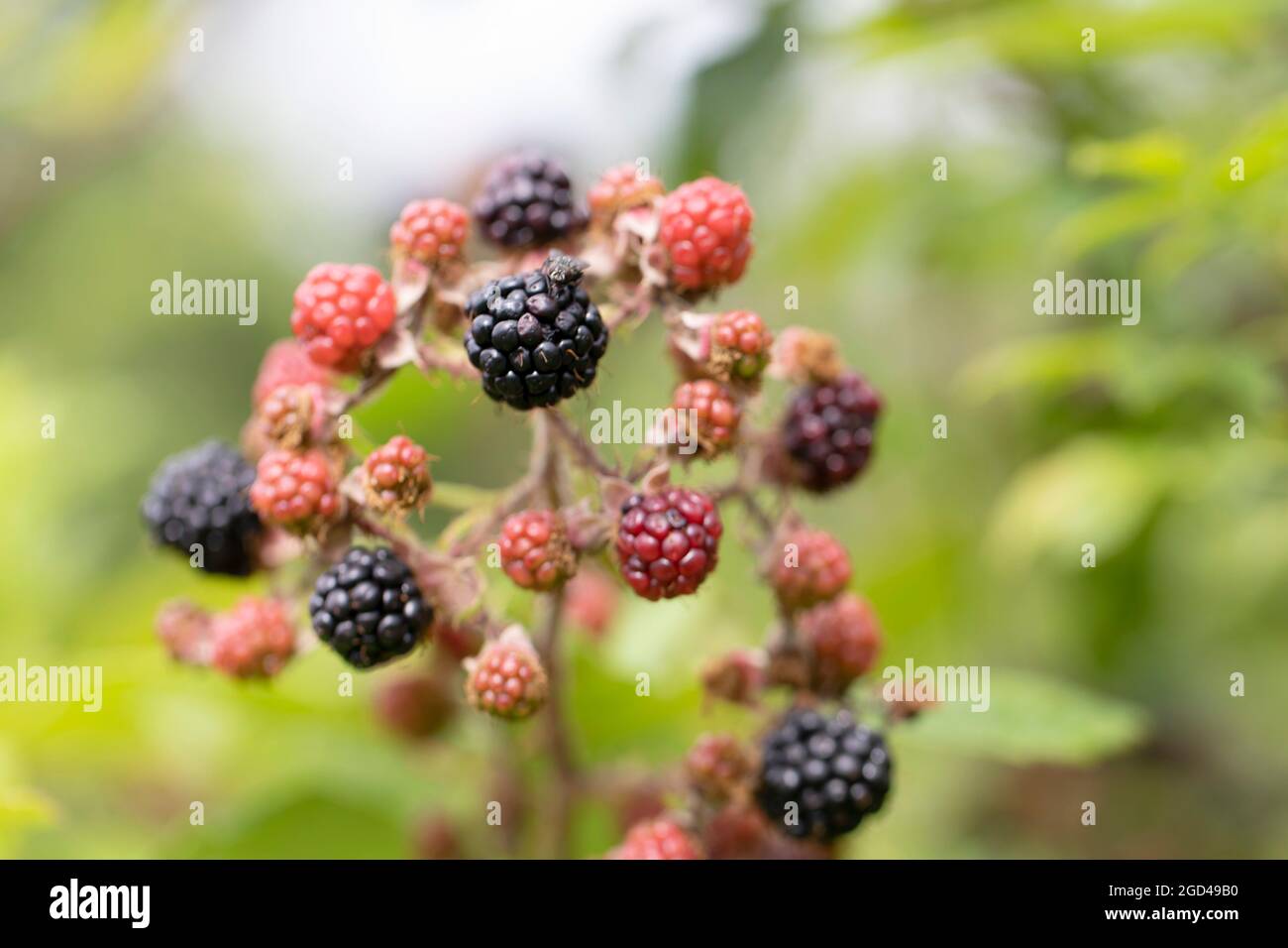 Blackberry at various stages of ripeness in closeup Stock Photo - Alamy