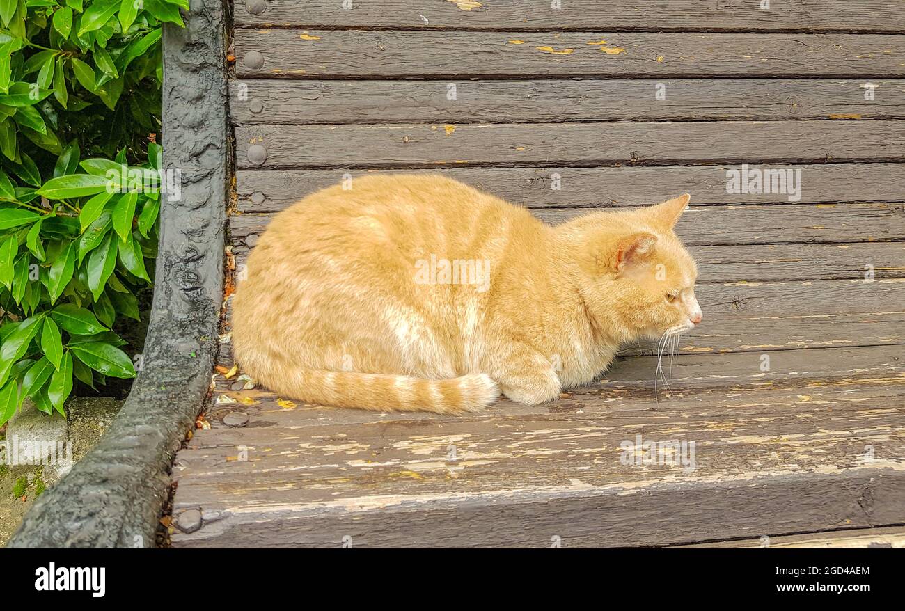 Fluffy brown street cat basks hi-res stock photography and images - Alamy