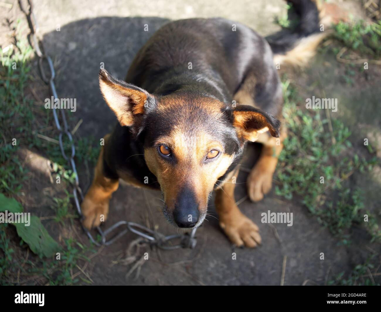 Dog chain hi-res stock photography and images - Alamy