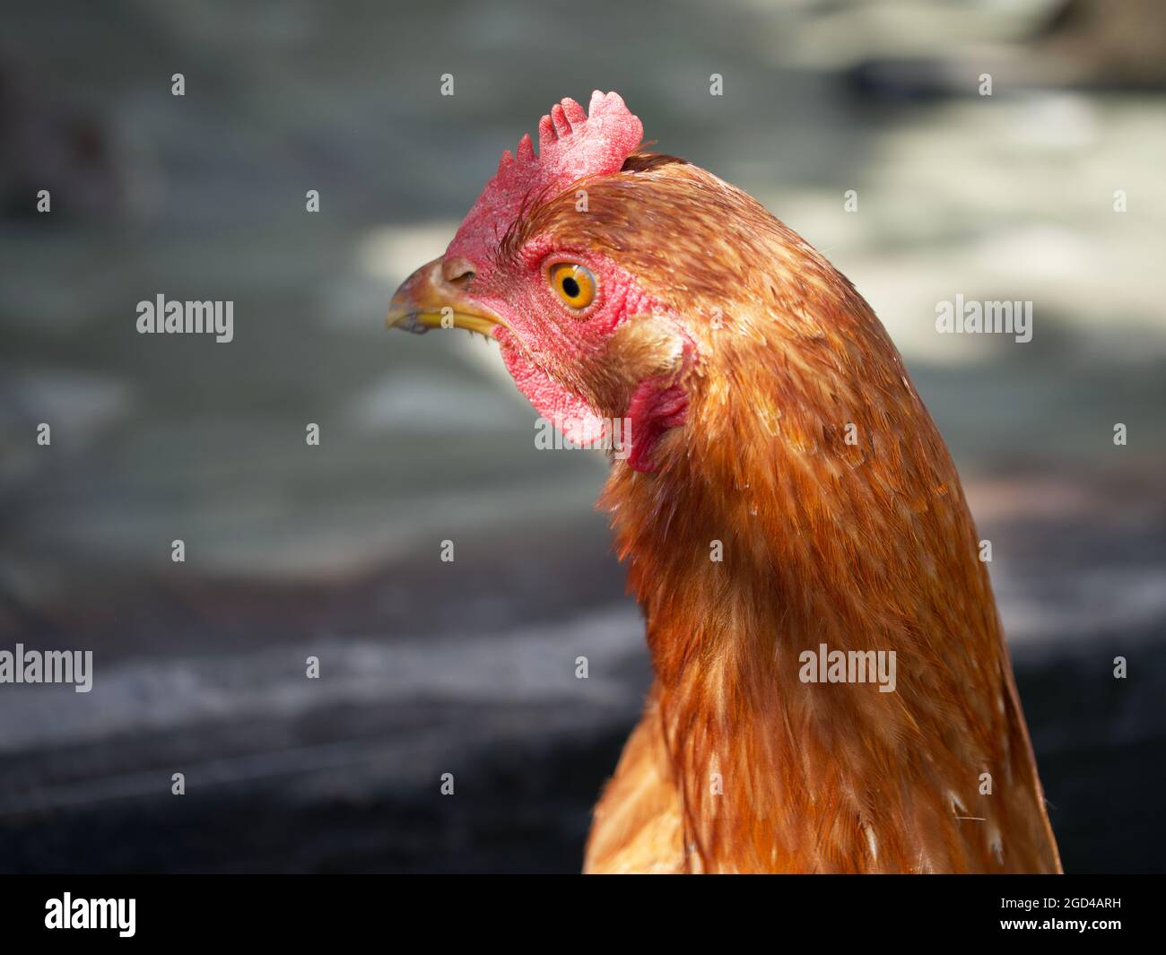 Side profile chicken hi-res stock photography and images - Alamy
