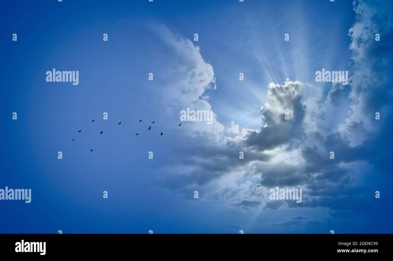 CONCEPT PHOTOGRAPHY: Flock of birds flying toward sun Stock Photo - Alamy