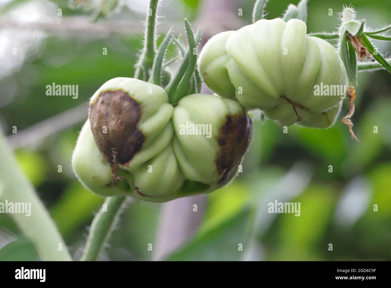 Top rot of tomatoes. Disease caused by calcium deficiency in the soil ...