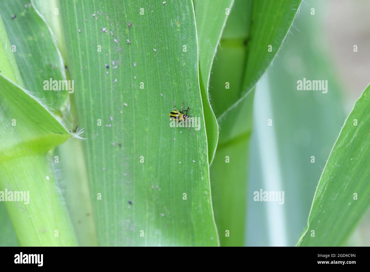 The Western corn rootworm Diabrotica virgifera virgifera is one of the ...