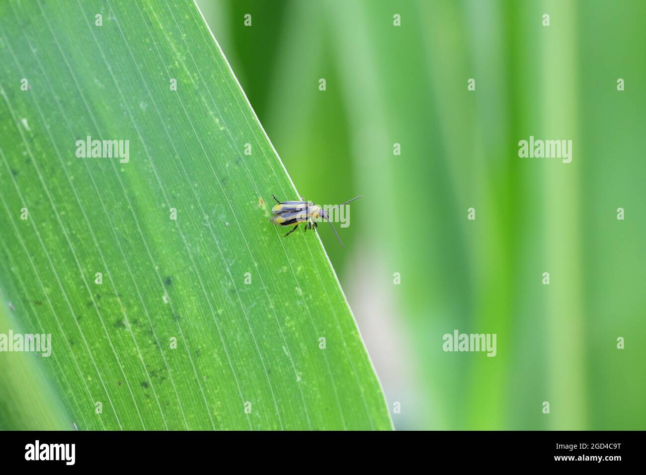 The Western corn rootworm Diabrotica virgifera virgifera is one of the ...
