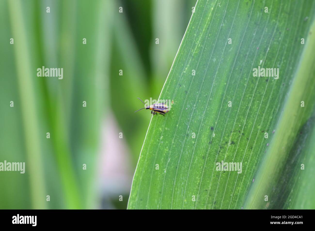 The Western corn rootworm Diabrotica virgifera virgifera is one of the ...