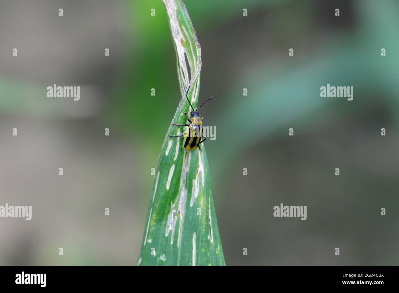 The Western corn rootworm Diabrotica virgifera virgifera is one of the ...