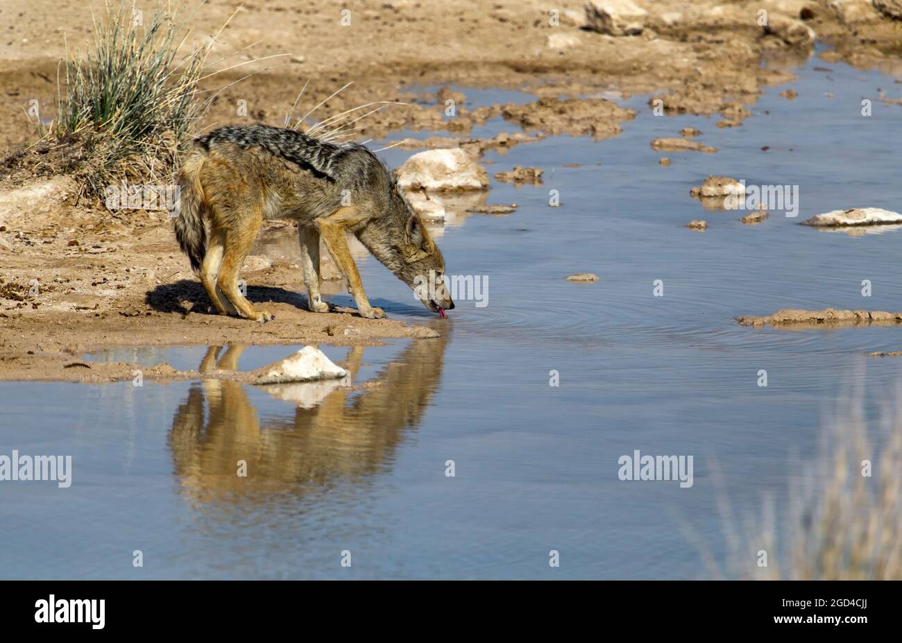Black-backed Jackal (Lupulella mesomelas) drinking. Etosha National ...
