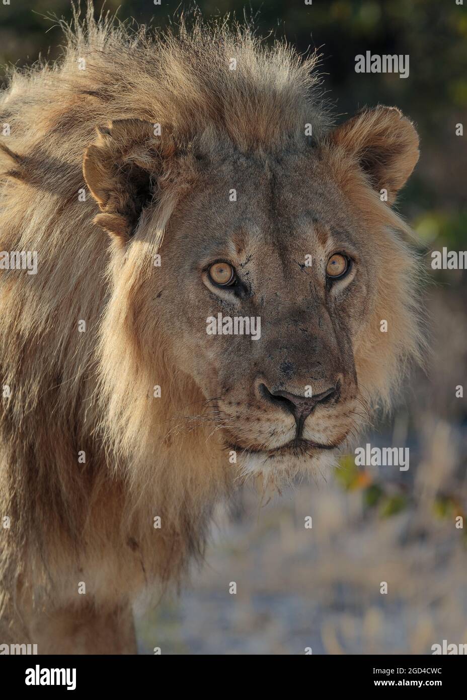 Male lion staring into camera hi-res stock photography and images - Alamy