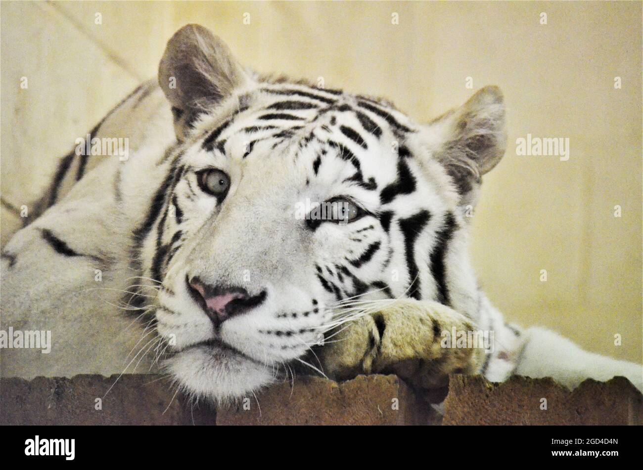 White Tiger (Panthera tigris tigris Stock Photo - Alamy