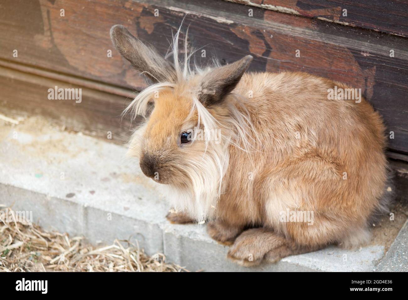 Brown Lionhead Rabbit