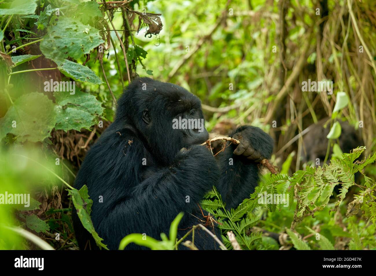 gorillas in the wild habitat Stock Photo - Alamy
