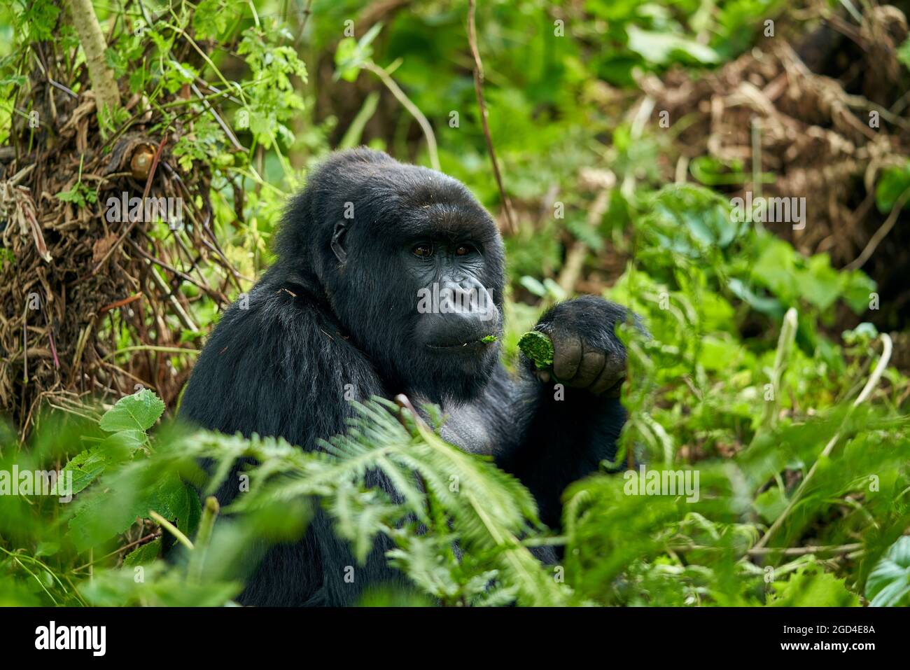 gorillas in the wild habitat Stock Photo - Alamy