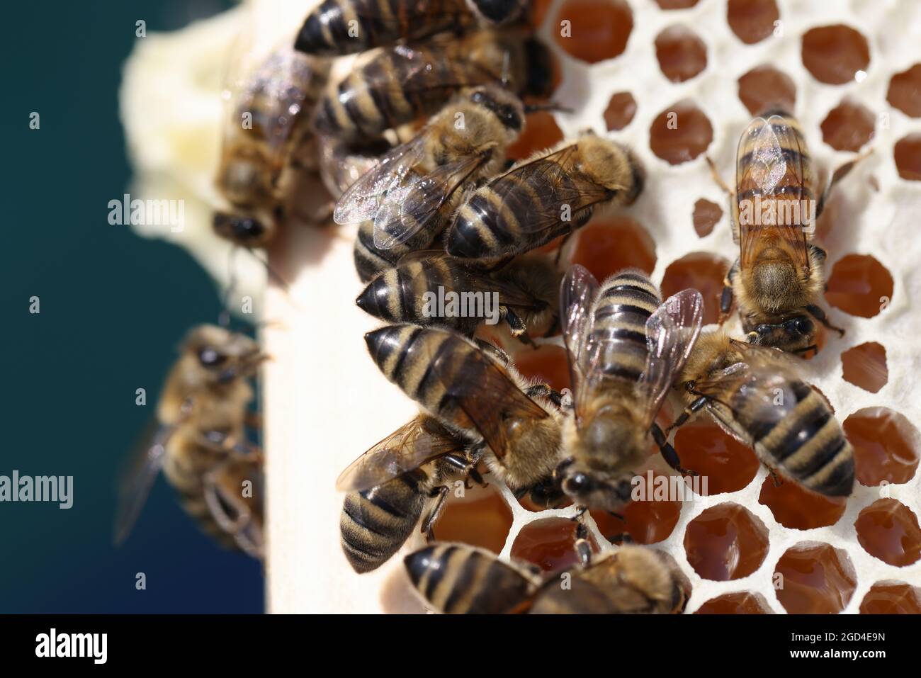 Breeding collective hi-res stock photography and images - Alamy