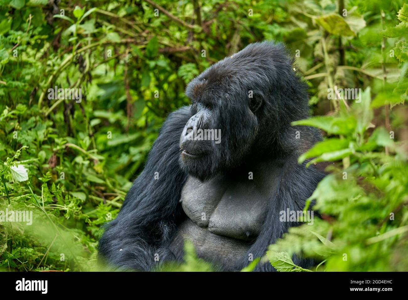 gorillas in the wild habitat Stock Photo - Alamy